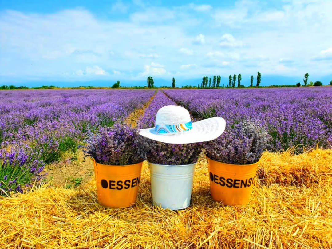 ESSENSO – Lavender Garden in Gabala
